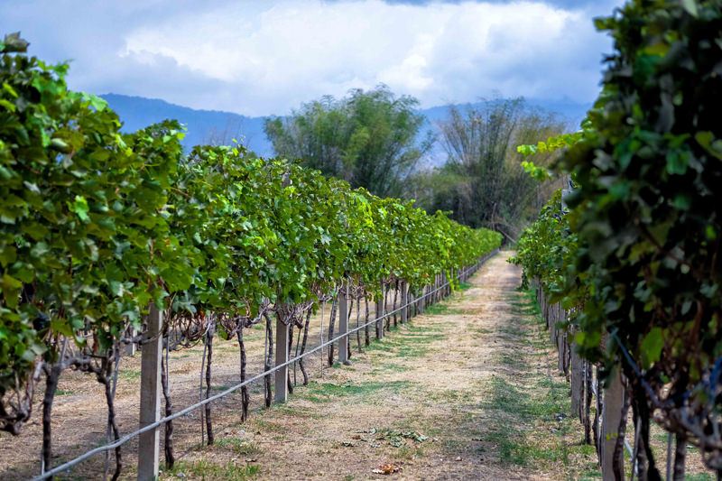 Hatten Wines Bali's Original Winery since 1994